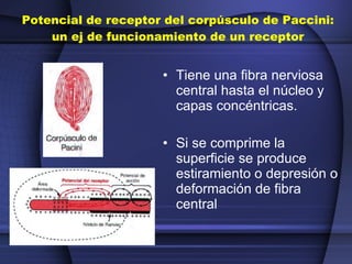 Clase 4 - Receptores Sencitivos - Circuitos Neuronales Para El ...