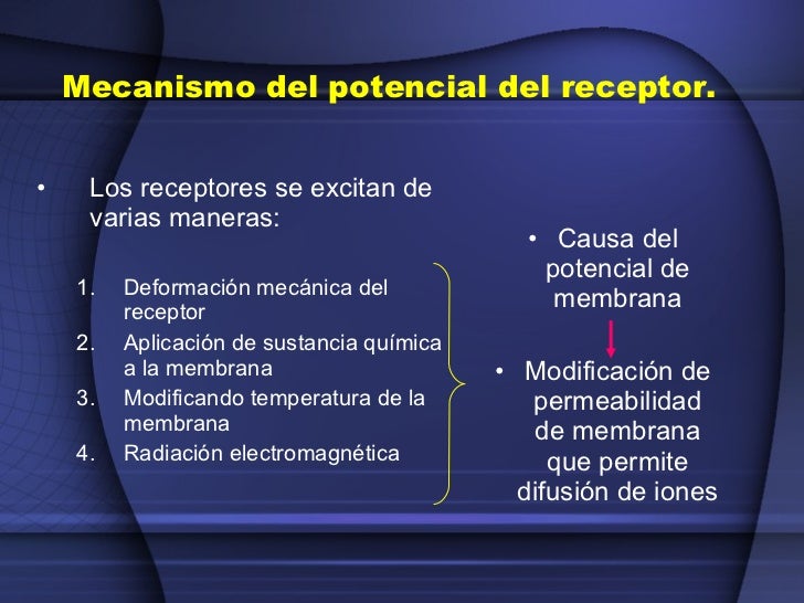 Receptores sensitivos, circuitos neuronales para el procesamiento de la ...