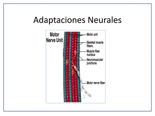 Clase 4 .USS.Adaptaciones__Musculares_al_entrenamiento_con_sobrecarga.ppt