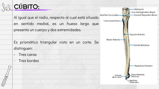 CLASE 4 - Estructuras oseas, articulares y musculares del miembro ...