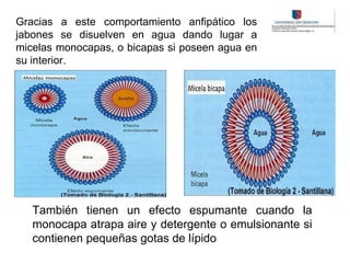 Lipidos | PPT