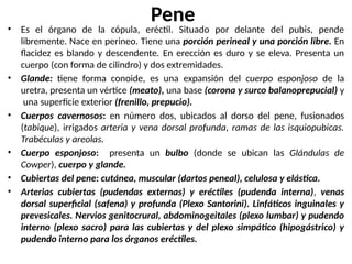 Clase 44 Aparato Urogenital 2024....pptx