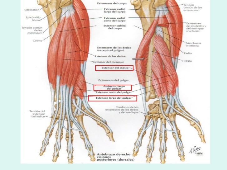 Las Partes Del Brazo