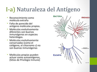 Curso Inmunologia 04 Antigenos | PPT