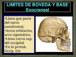 Generalidades de cráneo, Descripción anatómica | PPTX
