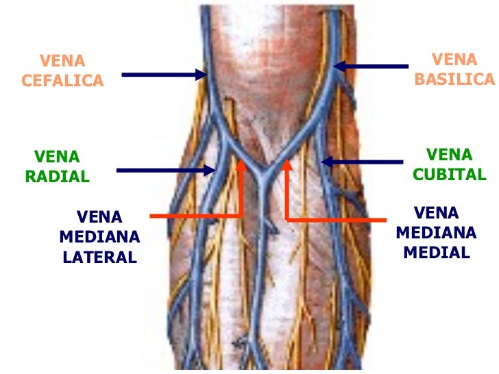 Clase N°4 Anatomia Humana - Tema: Brazo y Codo