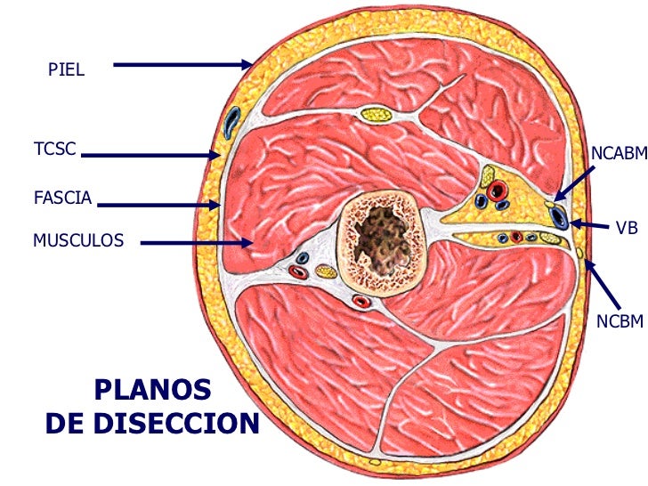 Clase N°4 Anatomia Humana - Tema: Brazo y Codo