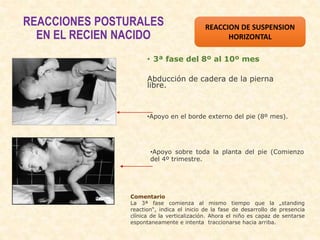 COMPONENTES NEUROFISIOLOGICOS EN EL EQUILIBRIO Y LA POSTURA | PPTX
