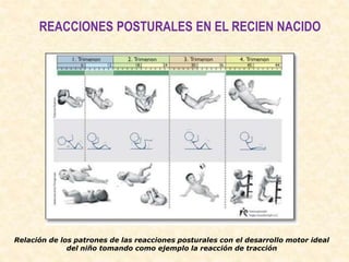 COMPONENTES NEUROFISIOLOGICOS EN EL EQUILIBRIO Y LA POSTURA | PPTX