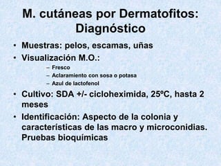 claseskskksskksn 4 Dermatofitos II tinea.ppt