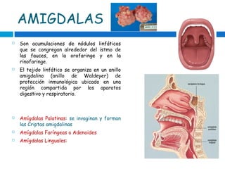 Clase 4 digestivo i | PPT