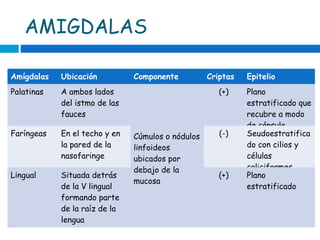Clase 4 digestivo i | PPT