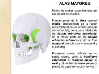 Clase 4 Esfenoides y Temporal 2023.pptx