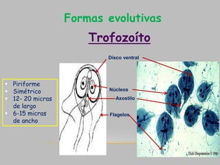 Clase 4 giardia lamblia | PPTX