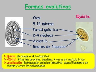 Clase 4 giardia lamblia | PPTX