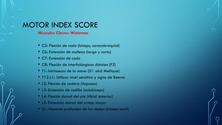 c Lesión medular, definición,como se produce, etf | PPTX