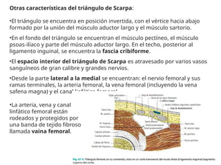 Clase 4 Miembro Inferior y abdomen.pptx