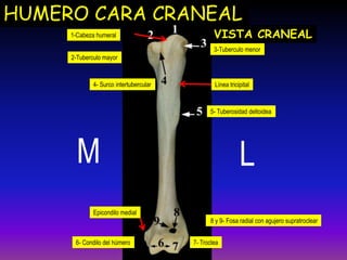 Clase 4 anatomía. | PPTX