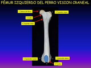 Clase 4 anatomía. | PPTX