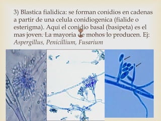 Clase 4 reproduccion de los hongos 2015 | PPT