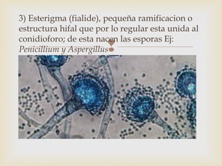 Clase 4 reproduccion de los hongos 2015 | PPT