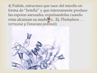 Clase 4 reproduccion de los hongos 2015 | PPT