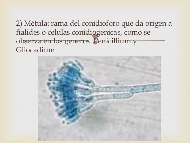 Fialoconidios Resumenes Cuestionarios | Esquemas Y Mapas Conceptuales