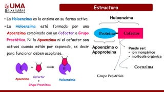Clase 5. Enzimas (1).pdf