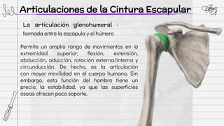 CLASE 5 - Estructuras oseas, articulares y musculares del miembro ...