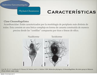 Clase 5. sarcomastigota | PDF
