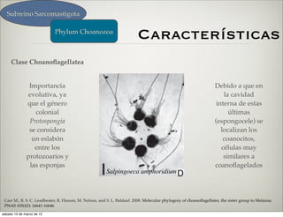 Clase 5. sarcomastigota | PDF