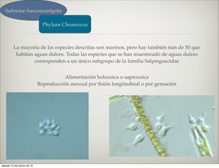Clase 5. sarcomastigota | PDF