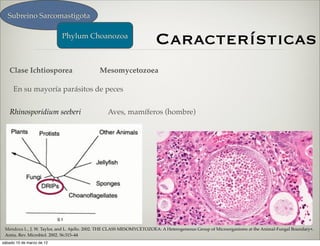 Clase 5. sarcomastigota | PDF