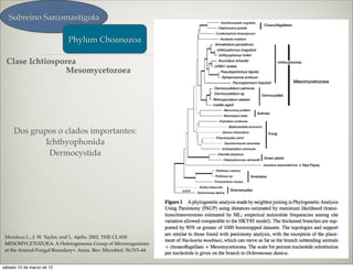 Clase 5. sarcomastigota | PDF