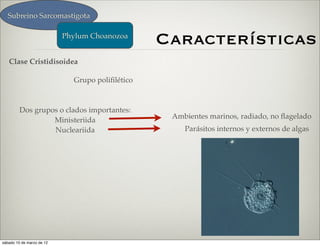 Clase 5. sarcomastigota | PDF
