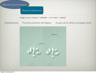 Clase 5. sarcomastigota | PDF
