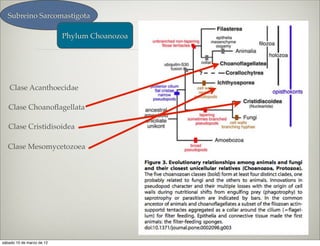 Clase 5. sarcomastigota | PDF