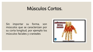 CLASE SISTEMA OSTEOMUSCULAR para profesionales de la salud | PPT