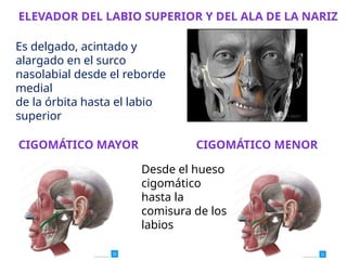 Clase 5 Anatomía Músculos de la cabeza y cuello | PPTX