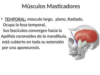 Clase 5 Anatomía Músculos de la cabeza y cuello | PPTX