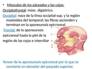 Clase 5 Anatomía Músculos de la cabeza y cuello | PPTX