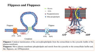Clase 5_Biomembranas y Bioseñalización (1).pdf