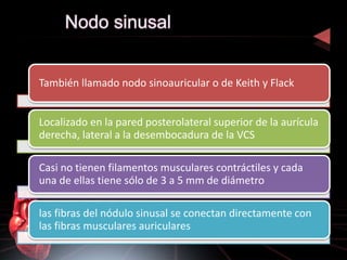Clase 5 circulacion coronaria | PPTX