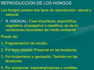 TIPOS DE HONGOS PATÓGENOS-UNIVERSIDAD NACIONAL DE LA AMAZONIA PERUANA | PPT