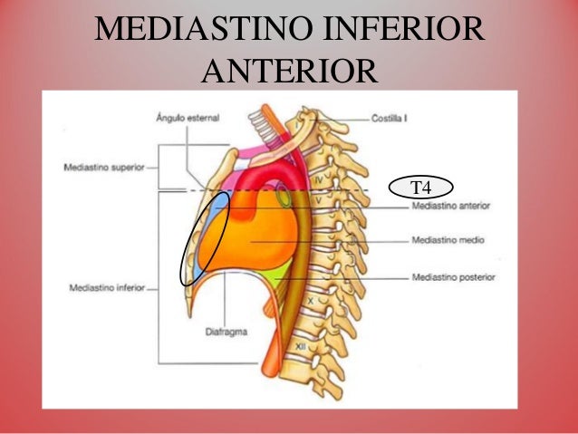 Clase 5 mediastino