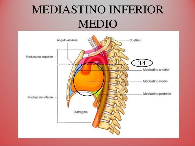 Clase 5 mediastino