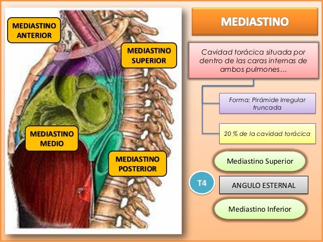 Clase 5 mediastino