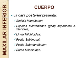 Clase 5 (Parte 1) Huesos de la Cara 2024 .pdf