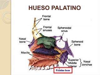 Clase 5 (Parte 1) Huesos de la Cara 2025.pptx