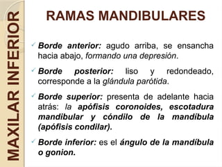 Clase 5 (Parte 1) Huesos de la Cara 2025.pptx